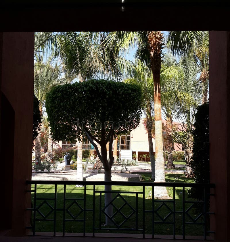 Framed tree stock photo. Image of frame, tree, scenery - 156583382