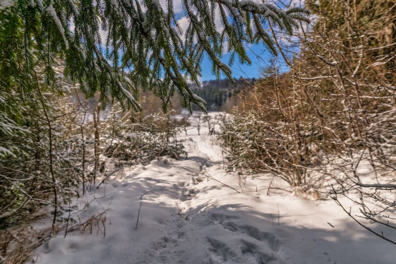 Framed View through Branches at a Snow Covered Path - Winter Landscape ...