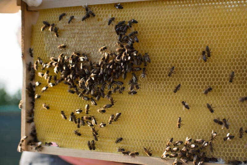 The Bees Inside a Beehive in Field Stock Photo - Image of apiculture ...
