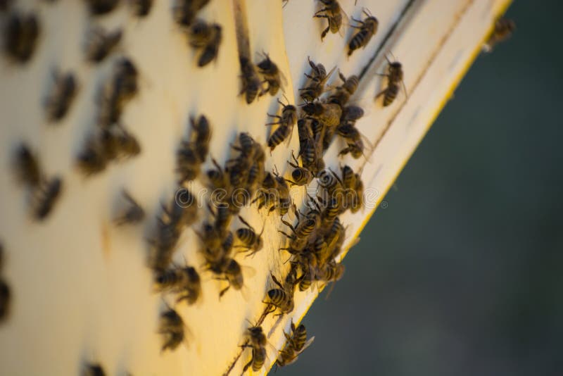The Bees Inside a Beehive in Field Stock Photo - Image of geometric ...