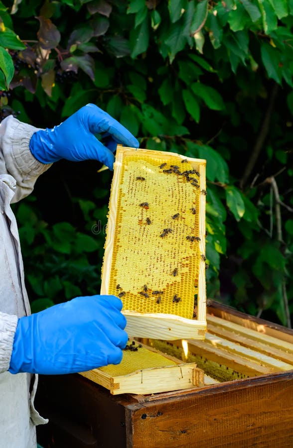 Frames of a Bee Hive. Beekeeper Harvesting Honey. Beekeeper Inspecting ... Frames of a Bee Hive. Beekeeper Harvesting Honey. Beekeeper Inspecting ...