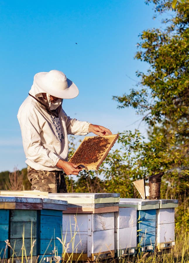 Frames of a Bee Hive. Beekeeper Harvesting Honey. Working Bees on Honey ...