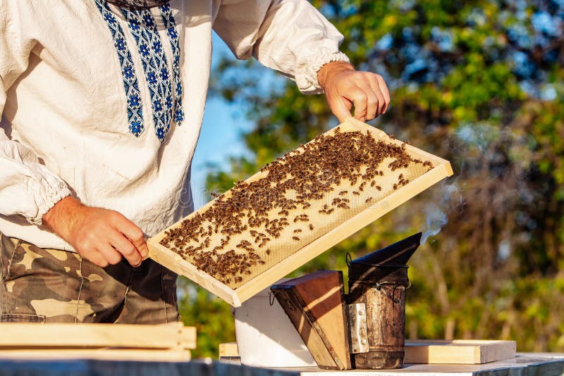 Frames of a Bee Hive. Beekeeper Inspecting Bee Hive Stock Image - Image ... Frames of a Bee Hive. Beekeeper Inspecting Bee Hive Stock Image - Image ...