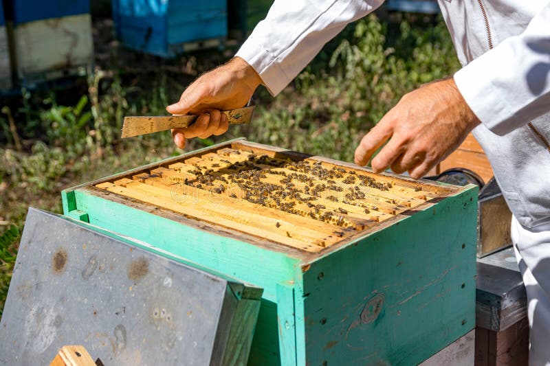Frames of Bee Hive. Beekeeper Working with Apair. Man Working with ...