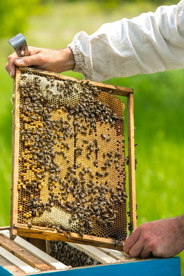 Frames of a Bee Hive. Hand of Beekeeper is Working with Bees and ...