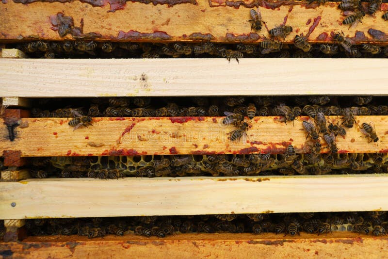 Frames with Bees in the Apiary Stock Image - Image of animal, yellow ...