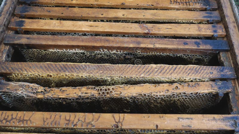 Frames with Honey in the Beehive. Preparing for Harvesting. Stock ...