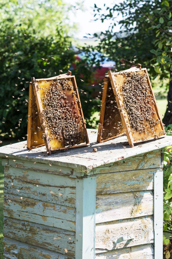 Frames with Honeycombs with Honey and with Bees on it on Beehive ...