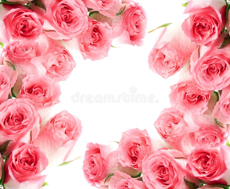 Framework from roses. stock photo. Image of marriage, botanical - 3548532