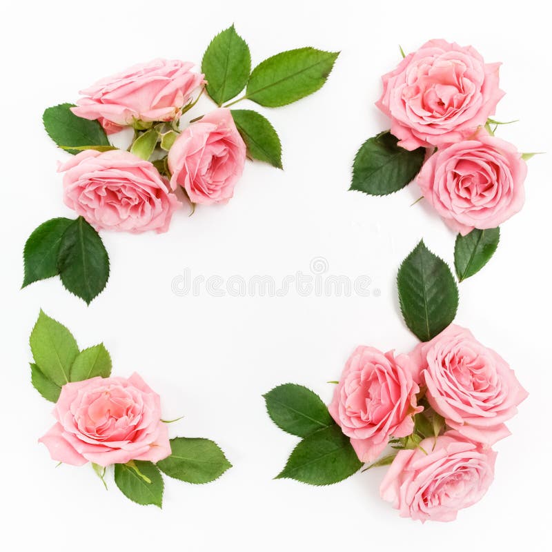 Framework from Roses on White Background. Flat Lay, Top View Stock ...
