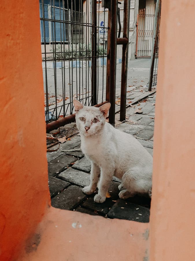 Framing a Stray Cat Behind the Wall Stock Image - Image of stray ...