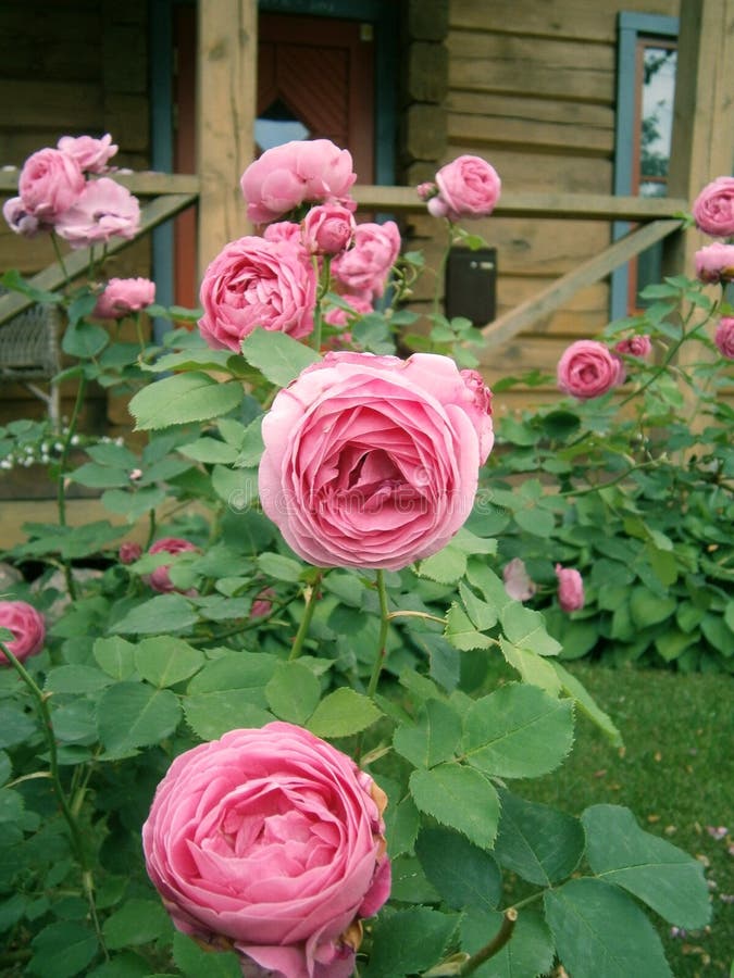 Francés Rose Cerca De La Casa Imagen de archivo - Imagen de suave ...