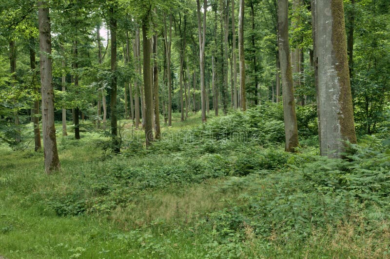 France, Forest of Lyons La Foret, in Normandie Stock Photo - Image of ...
