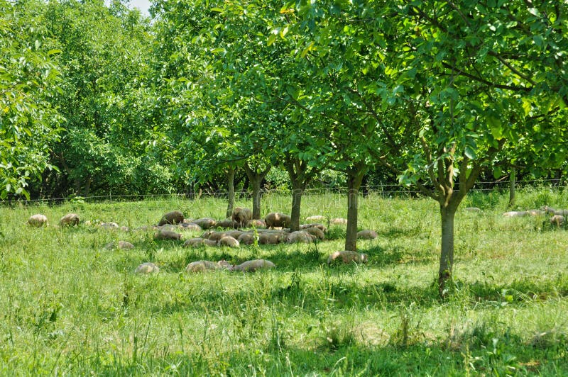 France, Juglans in Dordogne Stock Image - Image of dordogne, country ...