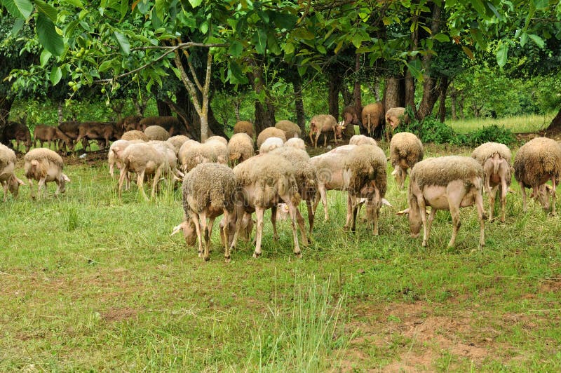 France, Sheep in Proissans in Dordogne Stock Image - Image of proissans ...