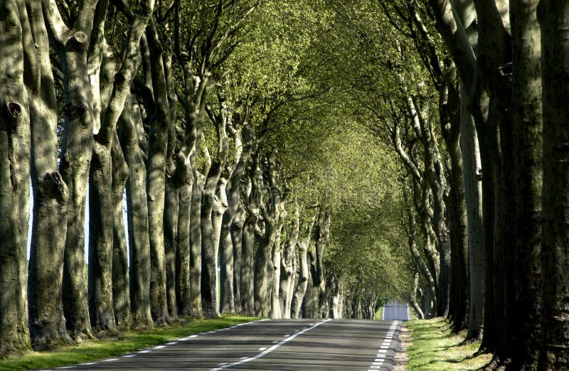A Small Country Road Lined with Trees Stock Photo - Image of country ...