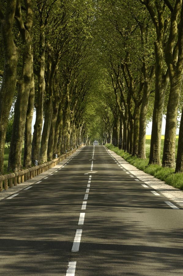 A Small Country Road Lined with Trees Stock Image - Image of trees ...