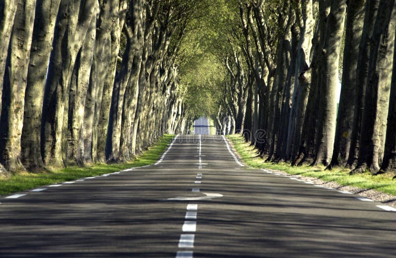 A Small Country Road Lined with Trees Editorial Stock Image - Image of ...