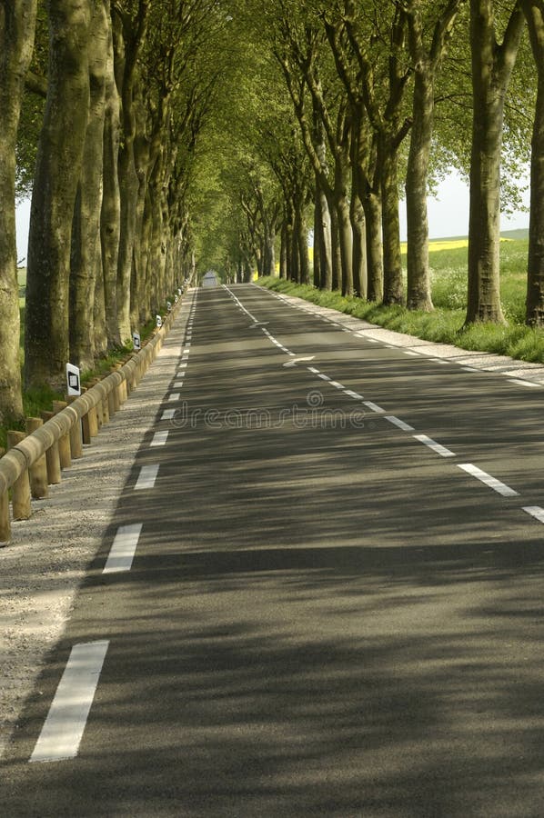 A Small Country Road Lined with Trees Stock Image - Image of distance ...
