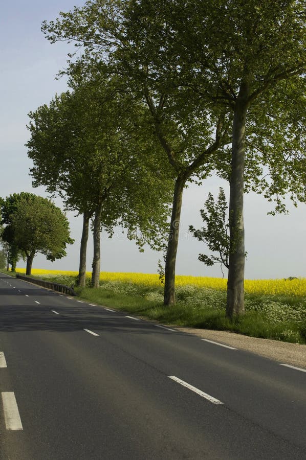 A Small Country Road Lined with Trees Editorial Stock Image - Image of ...