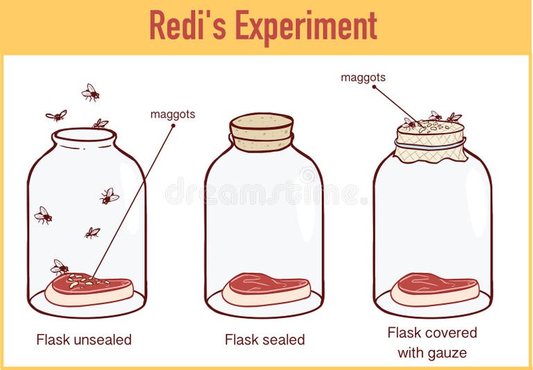 Vector Illustration of a Francesco Redi 1668 Experiment Stock Vector ...