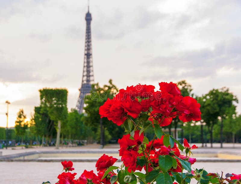 Torre Eiffel, Rosas Rojas En París, Francia Foto de archivo - Imagen de ...