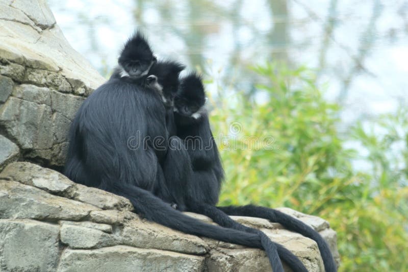 Francois leaf monkey stock photo. Image of trachypithecus - 377339414