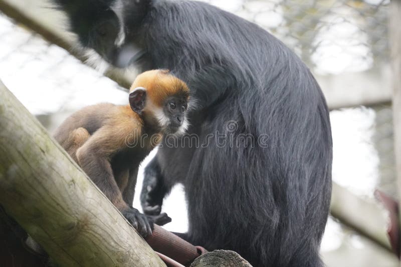 Francois Leaf Monkey Looking Out Stock Photo - Image of tonkin, group ...