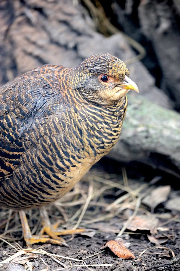 Francolin stock photo. Image of agriculture, quail, nature - 22998886