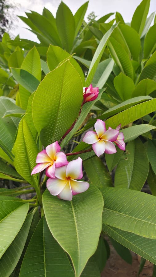 Frangi pangi flower stock photo. Image of pangi, frangi - 263053638