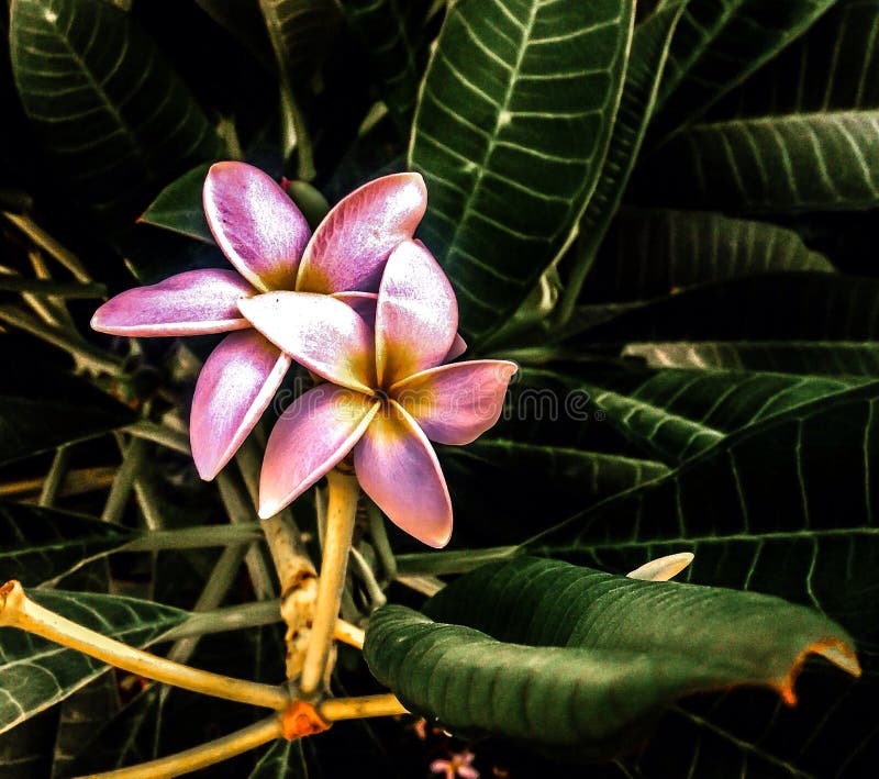 Frangi s vibrancy stock image. Image of caribbean, branch - 74102821