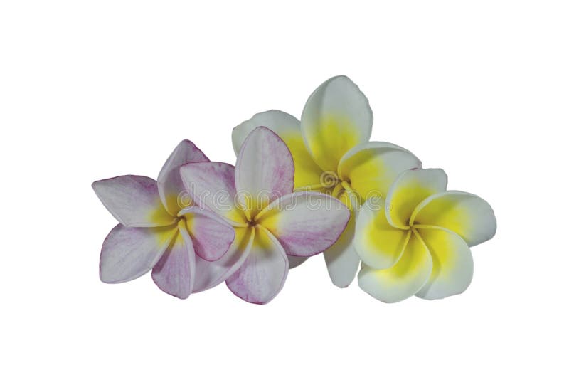 Frangini Flowers Blooming on White Background Stock Image - Image of ...