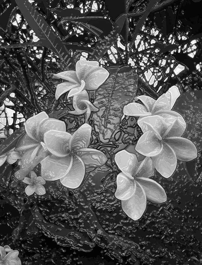 Frangipane, Beautiful Tropical Flowers. Grey Scale Stock Illustration ...