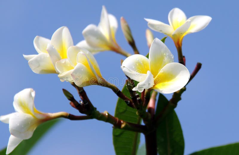 Frangipane flower stock image. Image of china, frangipane - 12664371