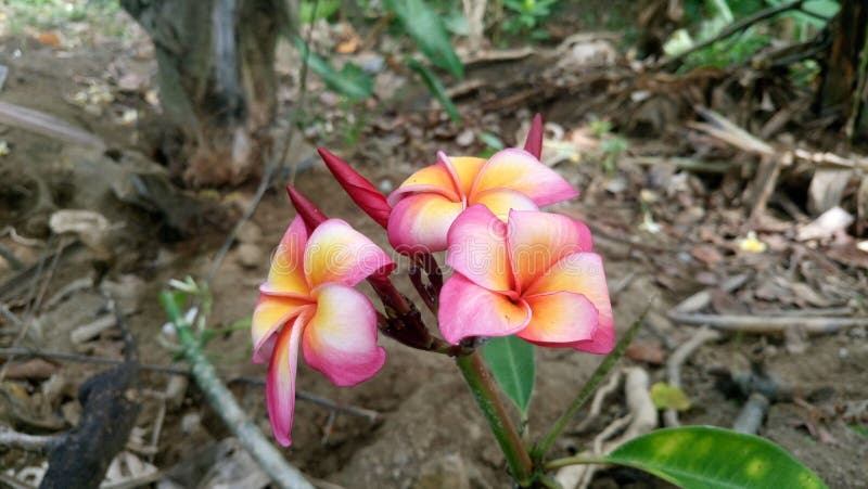 Frangipane Flower stock image. Image of flower, frangipani - 103284769