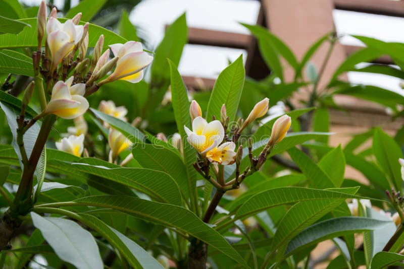 Frangipane flower stock photo. Image of colors, blossom - 71372324