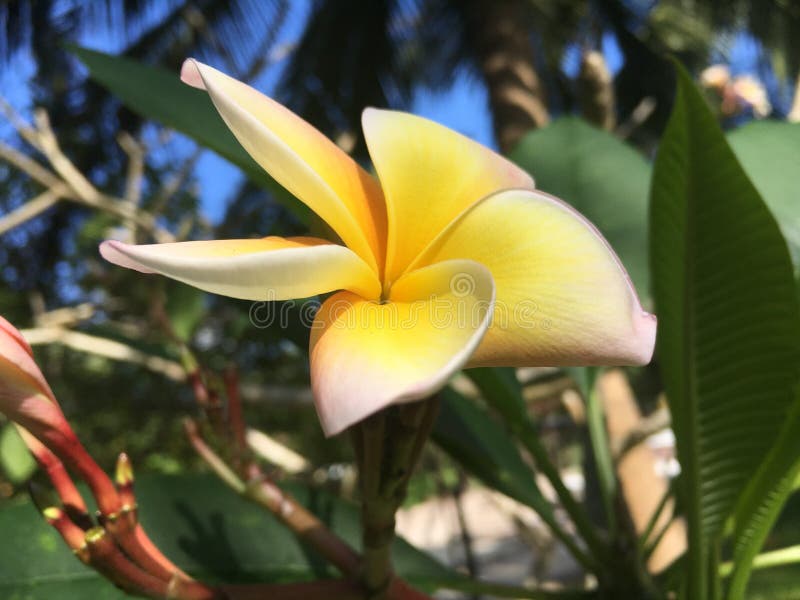 Frangipane flower stock image. Image of sweet, smell - 12664371