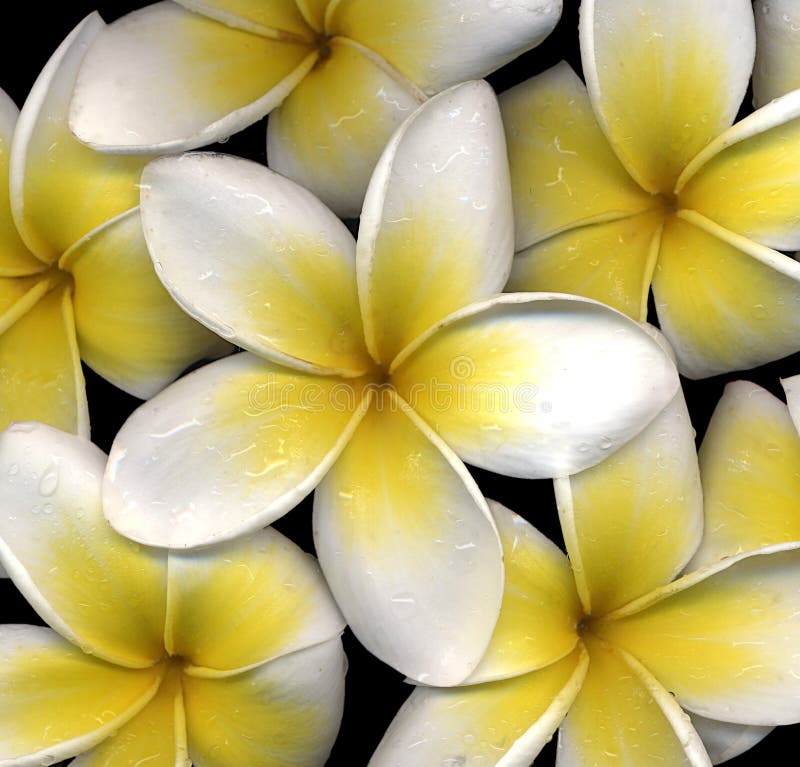 Frangipani-Background stock image. Image of yellow, relax - 710449