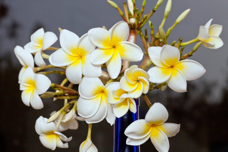 Frangipani stock image. Image of white, bouquet, tropical - 22797285