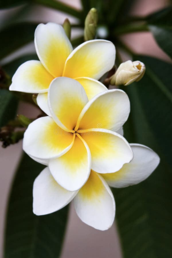 Frangipani stock photo. Image of beauty, leafs, flower - 4163676