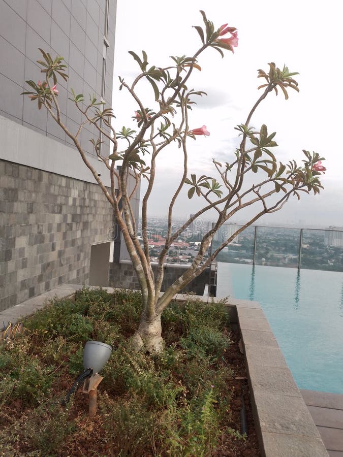 6. Frangipani Bonsai Plants Above the Apartment Stock Photo - Image of ...