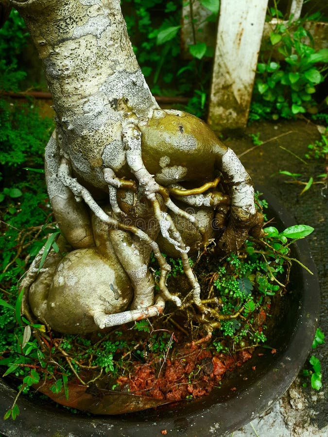 157 Frangipani Roots Stock Photos - Free & Royalty-Free Stock Photos ...