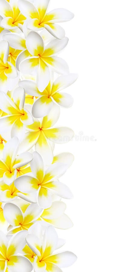 Plumeria Border Clip Art
