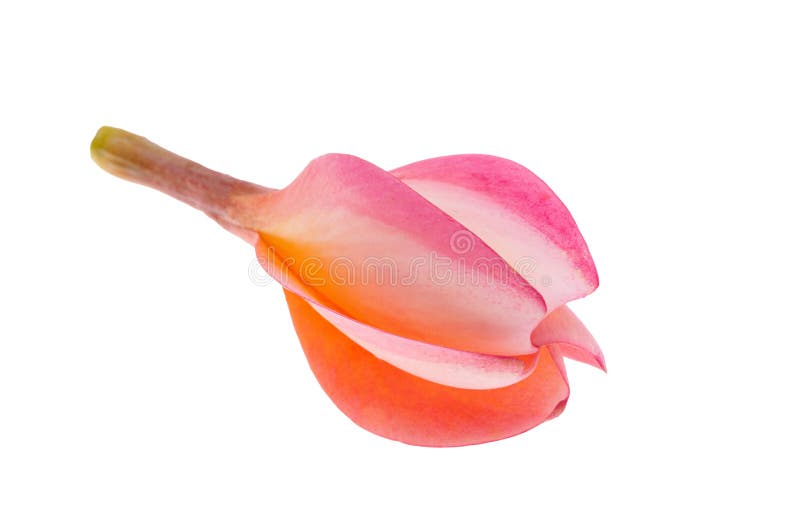 Frangipani bud isolated stock photo. Image of nature - 286990724