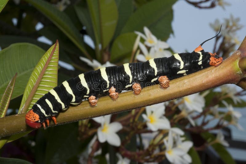 Frangipani Caterpiller stock photo. Image of sphinx, colored - 12606724