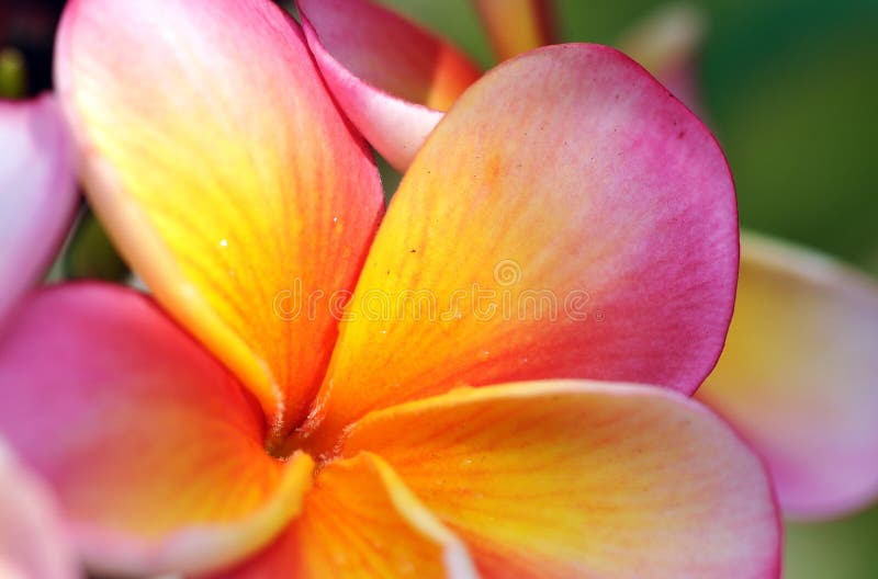 Frangipani cor-de-rosa imagem de stock. Imagem de tropical - 12094417