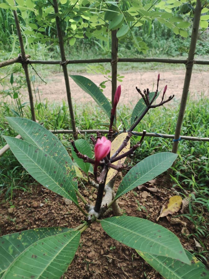 Frangipani flower araliya stock photo. Image of vilage - 284368882