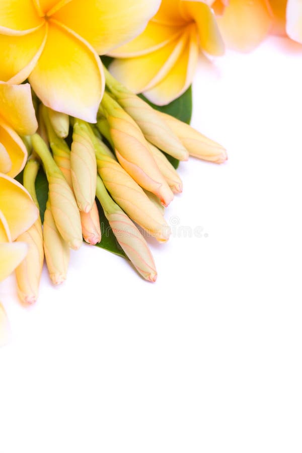 Yellow Frangipani Full Border Stock Photo - Image of plumeria, border ...