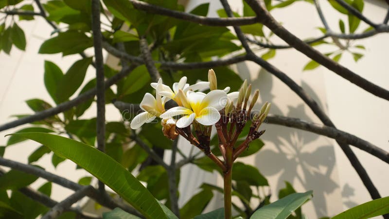Frangipani Flower Background Photography Stock Photo - Image of growth ...