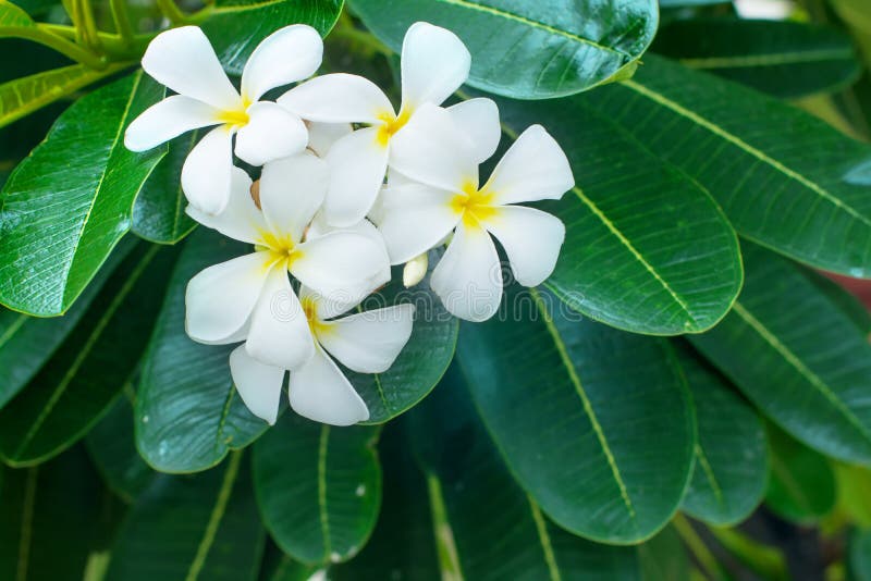 Frangipani Flower Beautiful on Tree Stock Photo - Image of relax ...